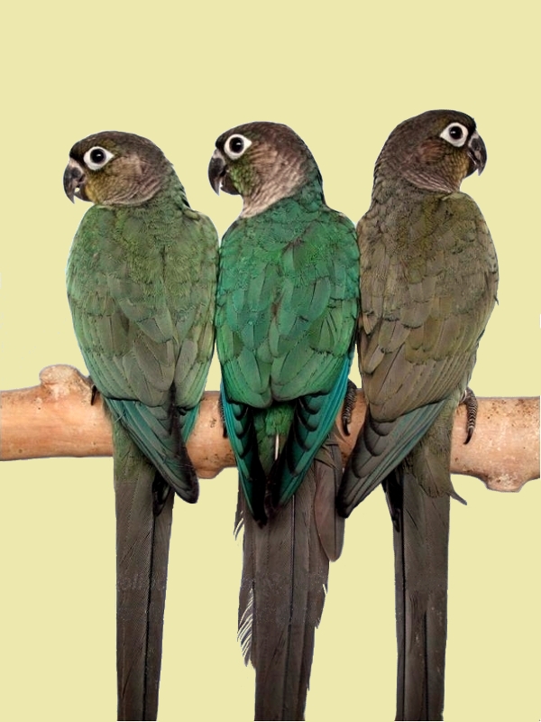 Les Pyrrhuras Marseillais: Mutations Travaillées en Elevage